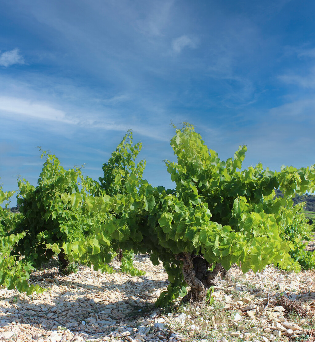 Weingut Domaine Chantepierre - Landolt Weine