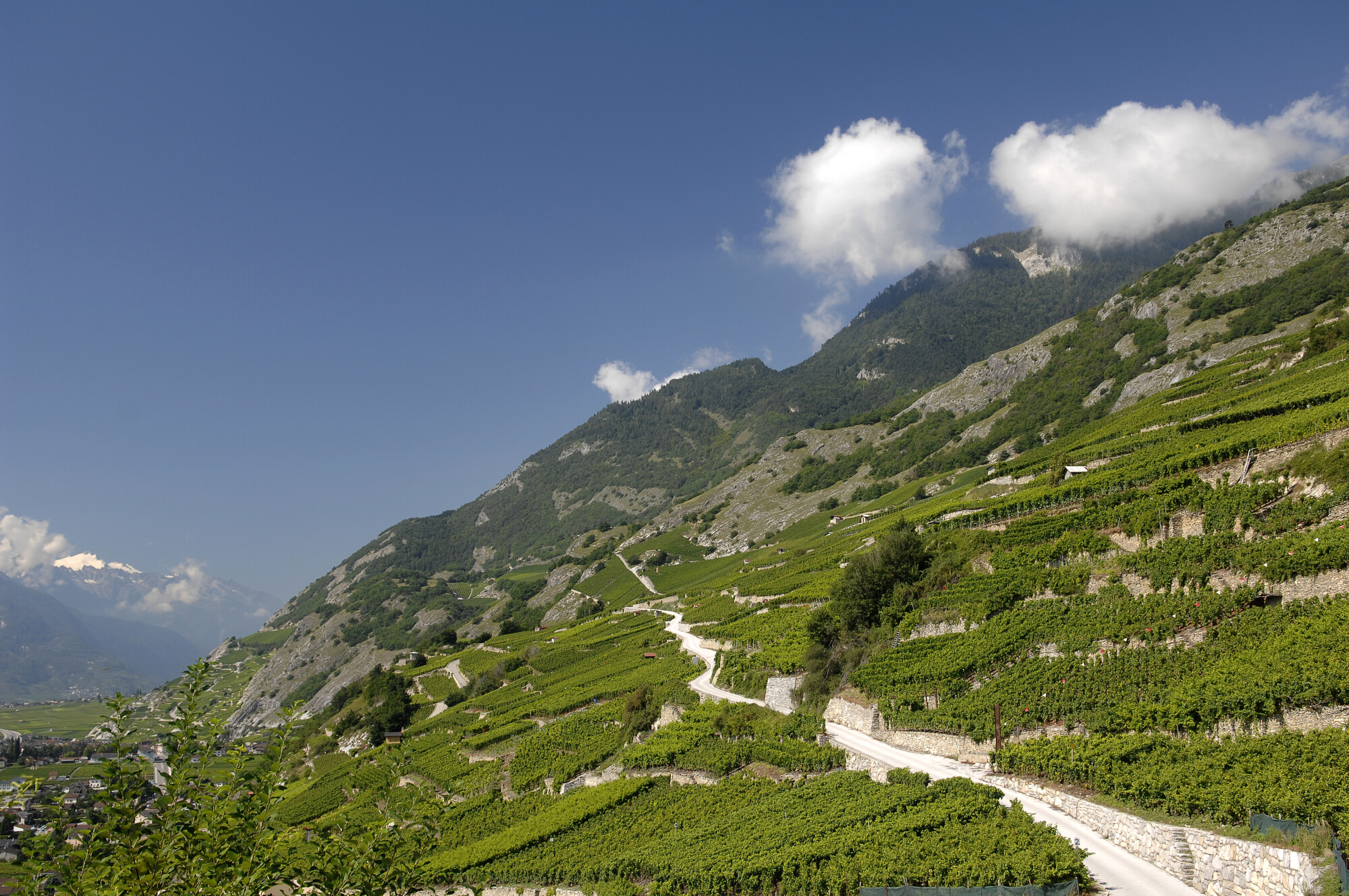 Weingut Jean-René Germanier - Landolt Weine